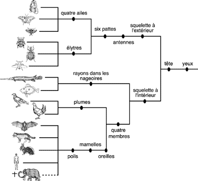 Classification Des Animaux Vivants